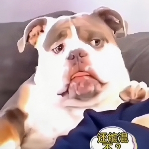 狗头食堂 