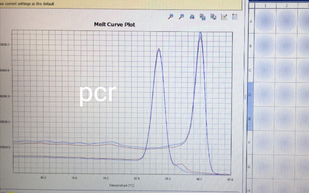 实时定量PCR