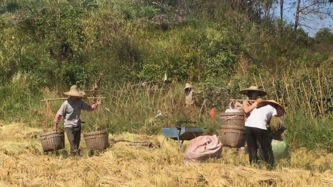 农民割禾又到来了,纯人工收割稻谷全过程,满满的童年回忆