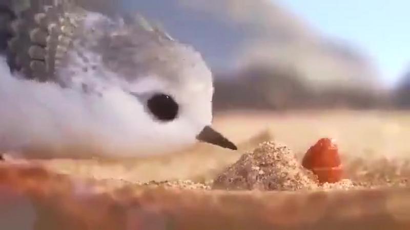 太可爱了,迪斯尼动画短片《鹬》!