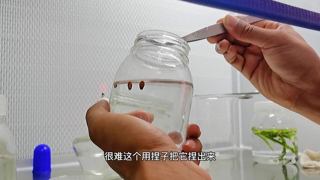 植物快速繁殖:农村小伙在无菌室组培多种植物,可让植物快速繁殖