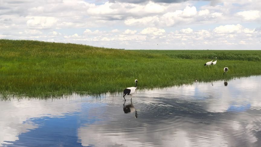 一个真实的故事,徐秀娟和她的丹顶鹤们。