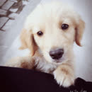 大狗儿子哈哈哈 