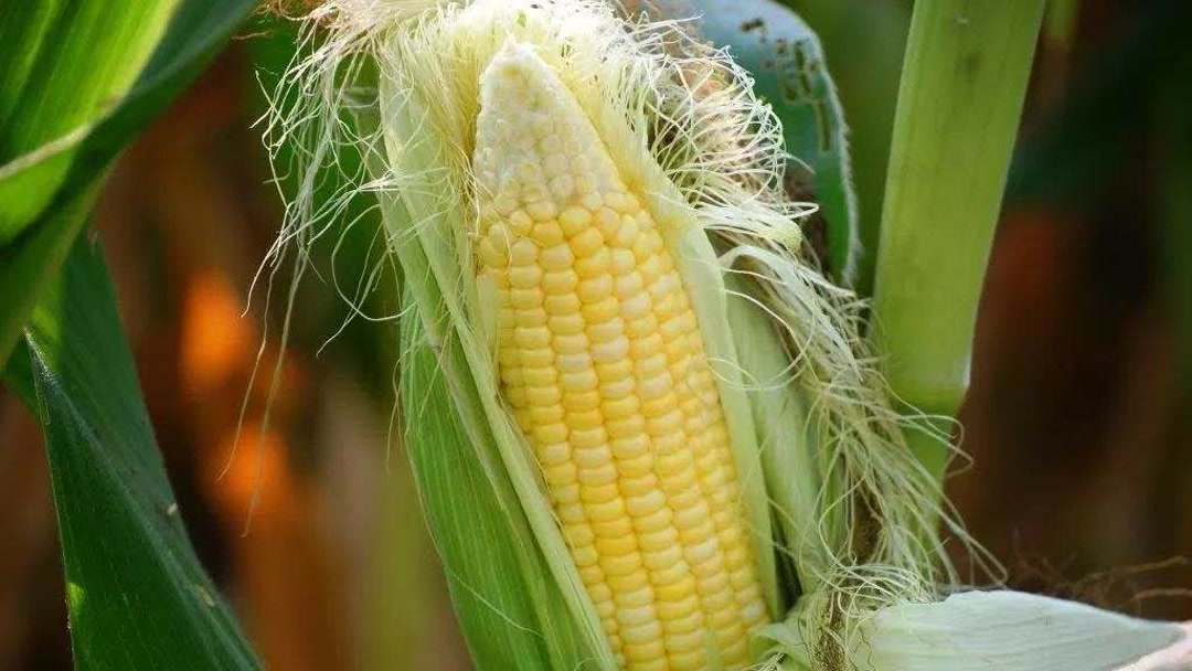 看似毫无用处的玉米须,竟有着意想不到的功效,千万不要抛弃了