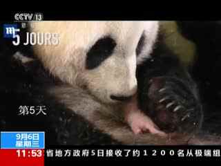 法国:动物园制作熊猫30天成长视频