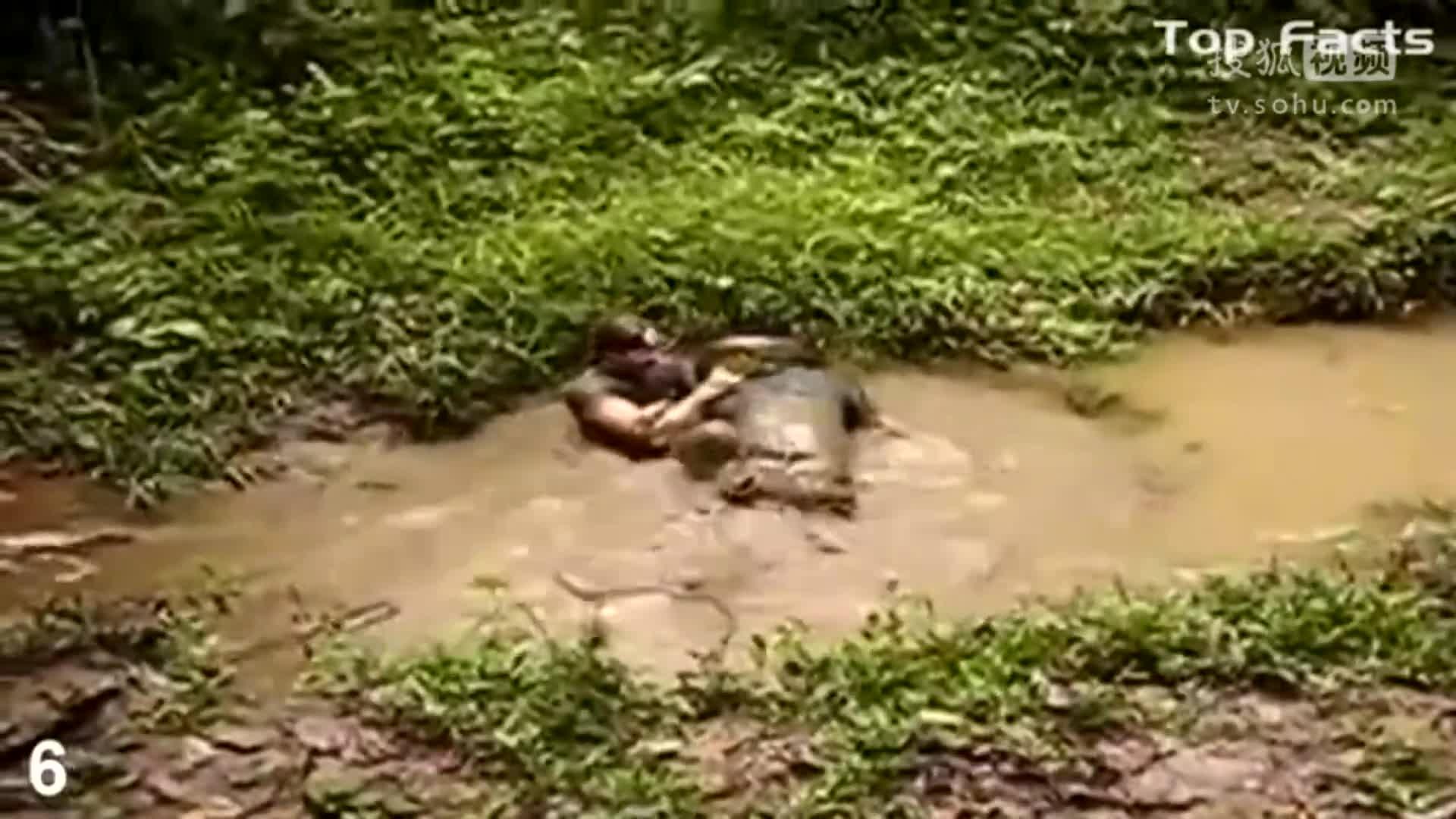 全球蟒蛇吃人事件,胆小勿进-今日头条