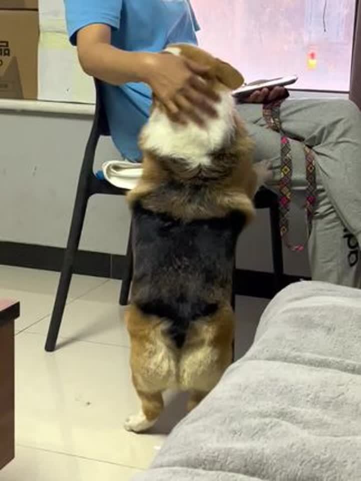 有些人没被狗咬就得了狂犬病,这世界没有小狗根本不行! #关注流浪动物