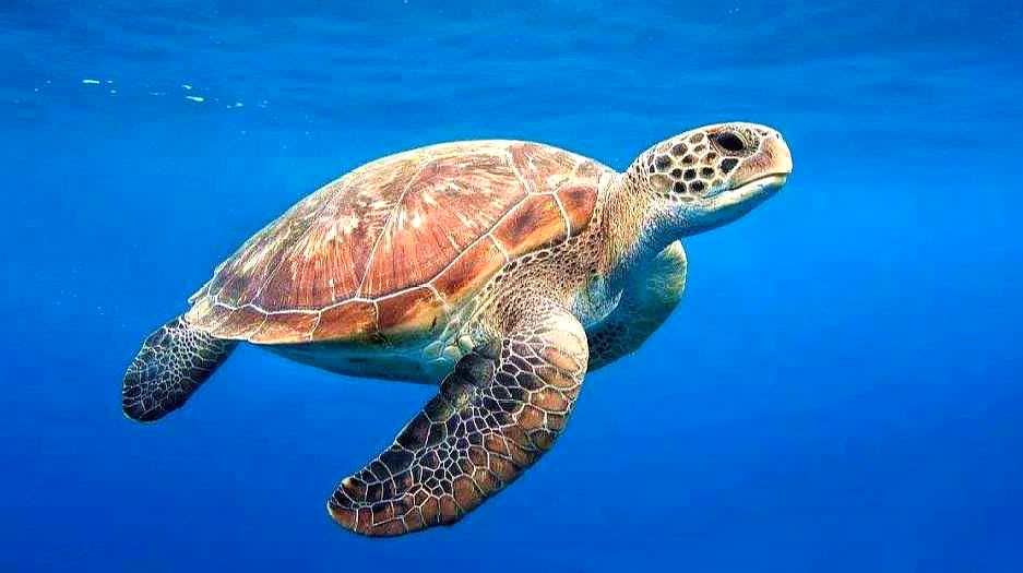 关于海龟,你所不了解的八件事!