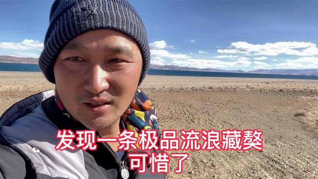 西藏的流浪狗太多了,打狗队的也是太残忍,不过还有更残忍的