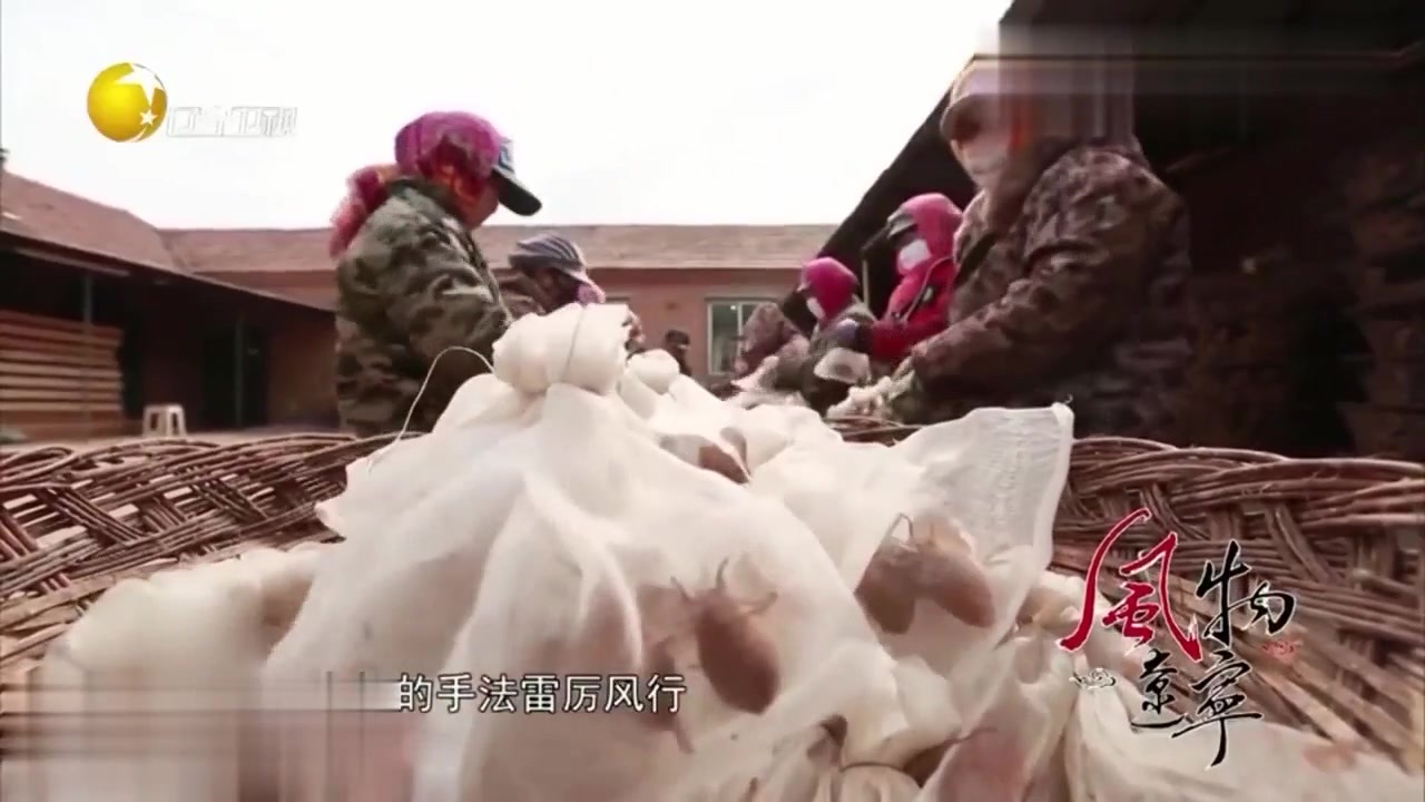 柞蚕的一生变化多端,是大自然创造出的时间艺术丨风物辽宁