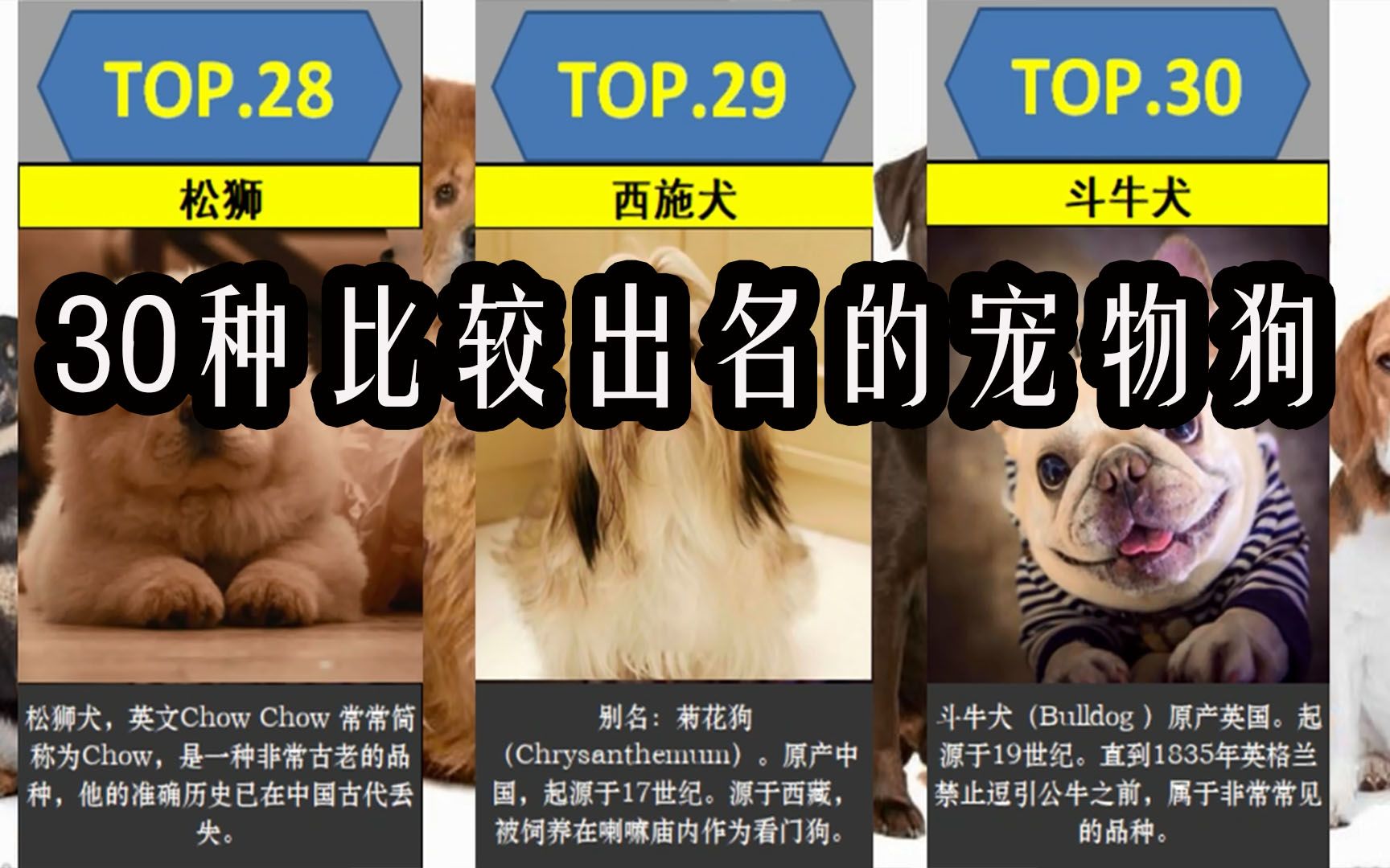 科普:30种比较出名的宠物狗