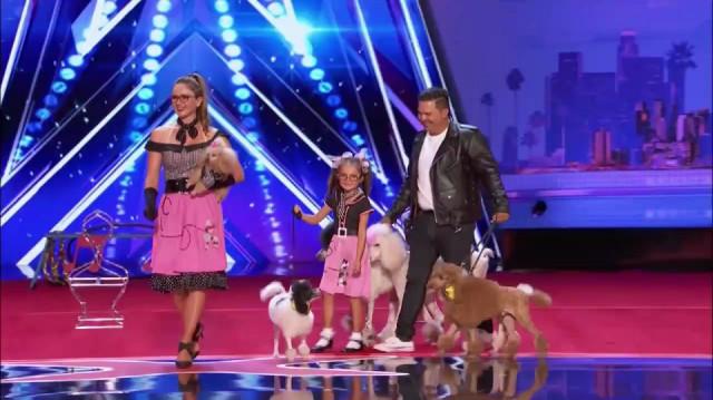 比人还厉害的杂技狗狗,表演一开始,便捕获全场观众的欢心