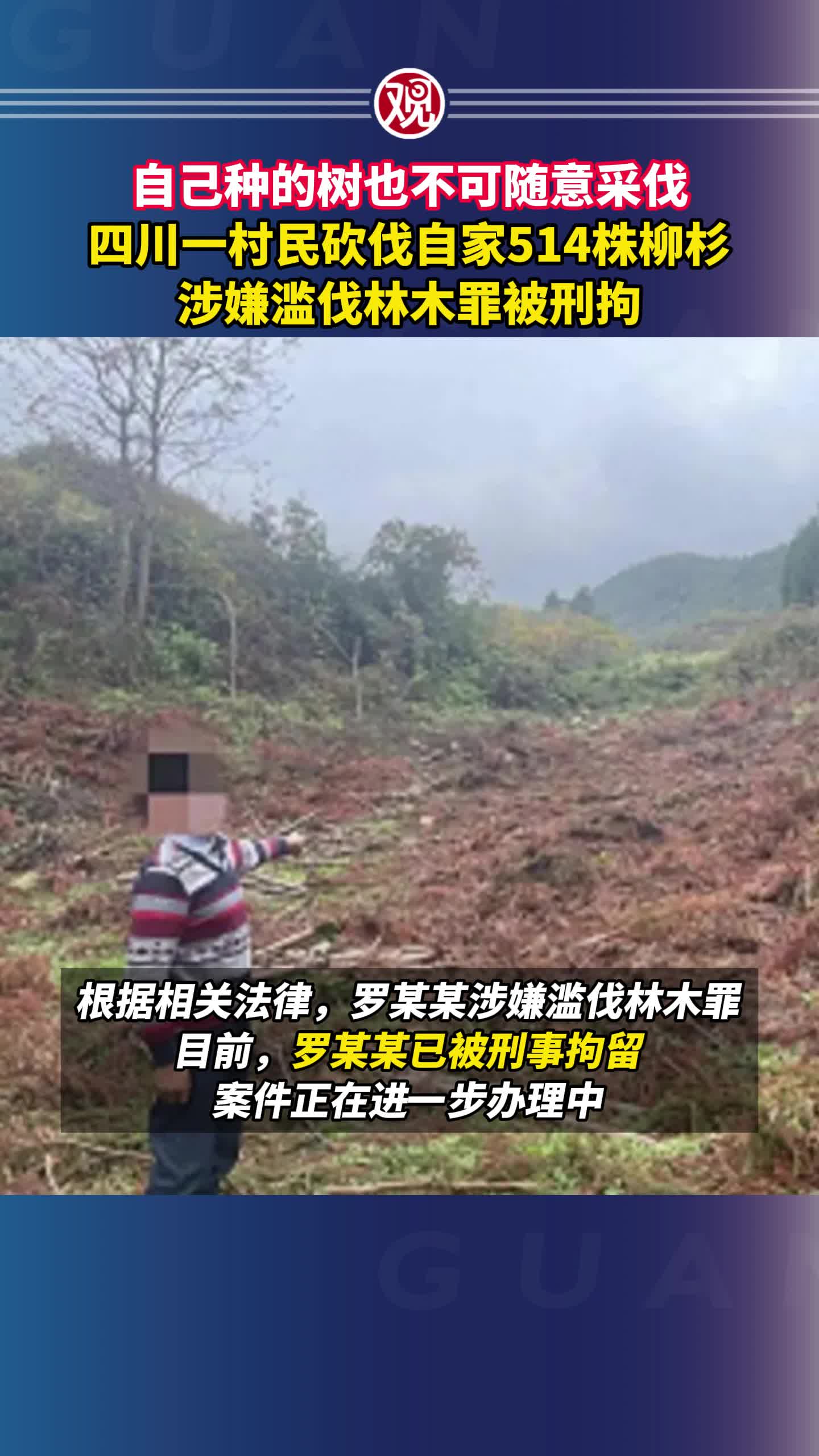...也不可随意采伐,四川一村民砍伐自家514株柳杉涉,嫌滥伐林木罪被刑拘