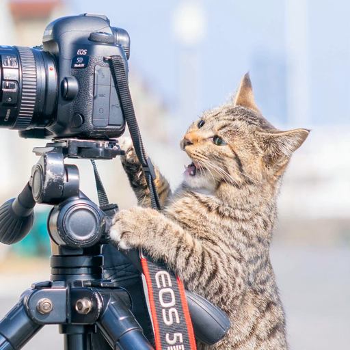 不会剪辑的达芬奇 