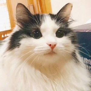 波斯猫大战肥鹅 