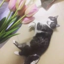 猫知道我笑点低 