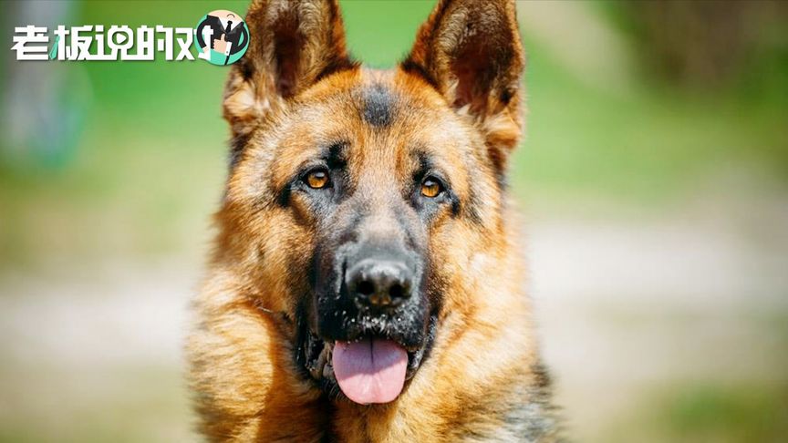 用狗嗅出新冠病毒,准确率达94%!国外科学家训练出8只专业嗅探犬