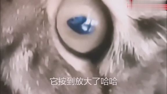 【狸花猫】用镜头怼猫咪会发生什么?,猫咪长的好看还会撒娇