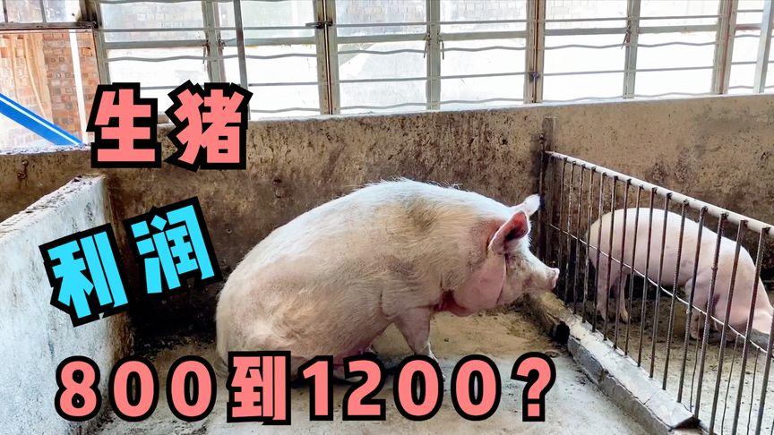 农村养猪业重启后,一头生猪养五个月利润是多少?看完不淡定了