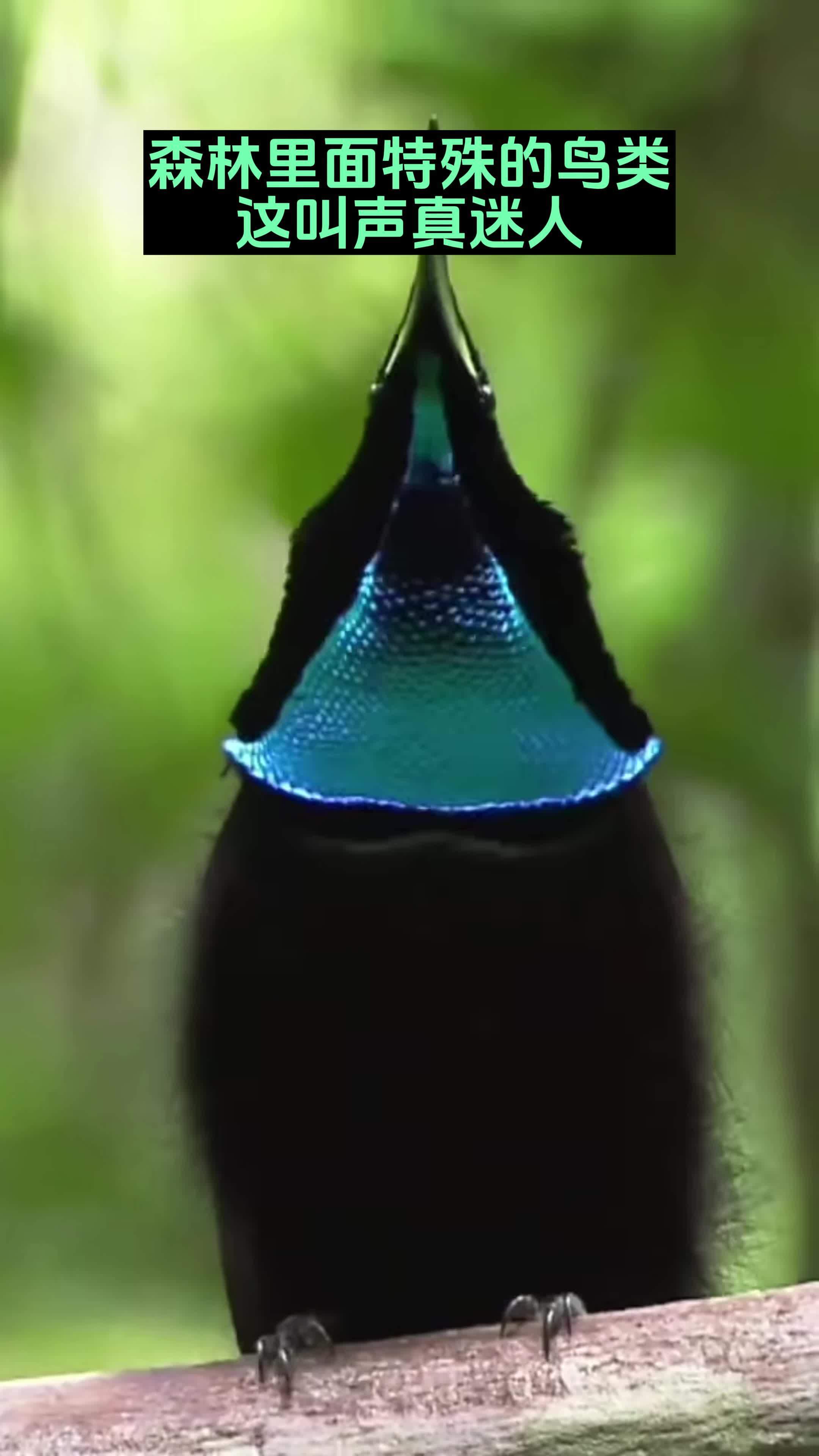 森林里面特殊的鸟类这叫声真迷人