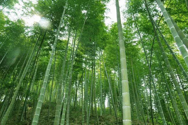 河汉纵且横 