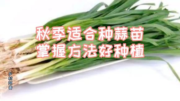 秋季比较适合种植蒜苗,掌握种植方法很重要,快来了解一下吧!