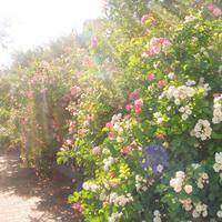 爱吃辣的辣妹子 