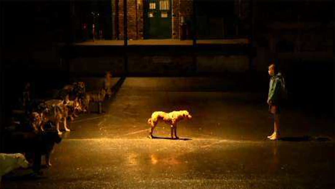 斗狗出逃几个月后,混成狗王,进攻人类世界,遇到了前主人