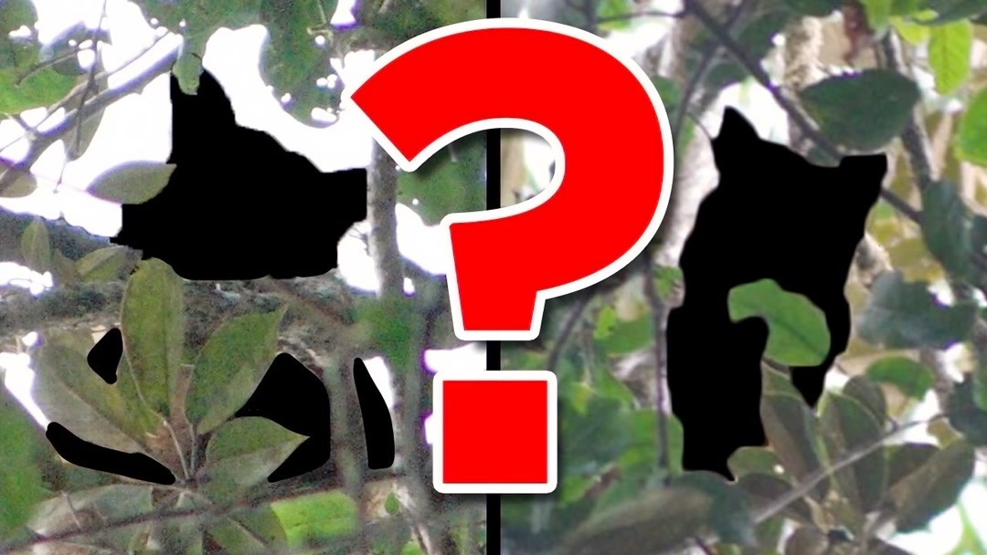 5个原本已经灭绝动物,如今却重现人间!
