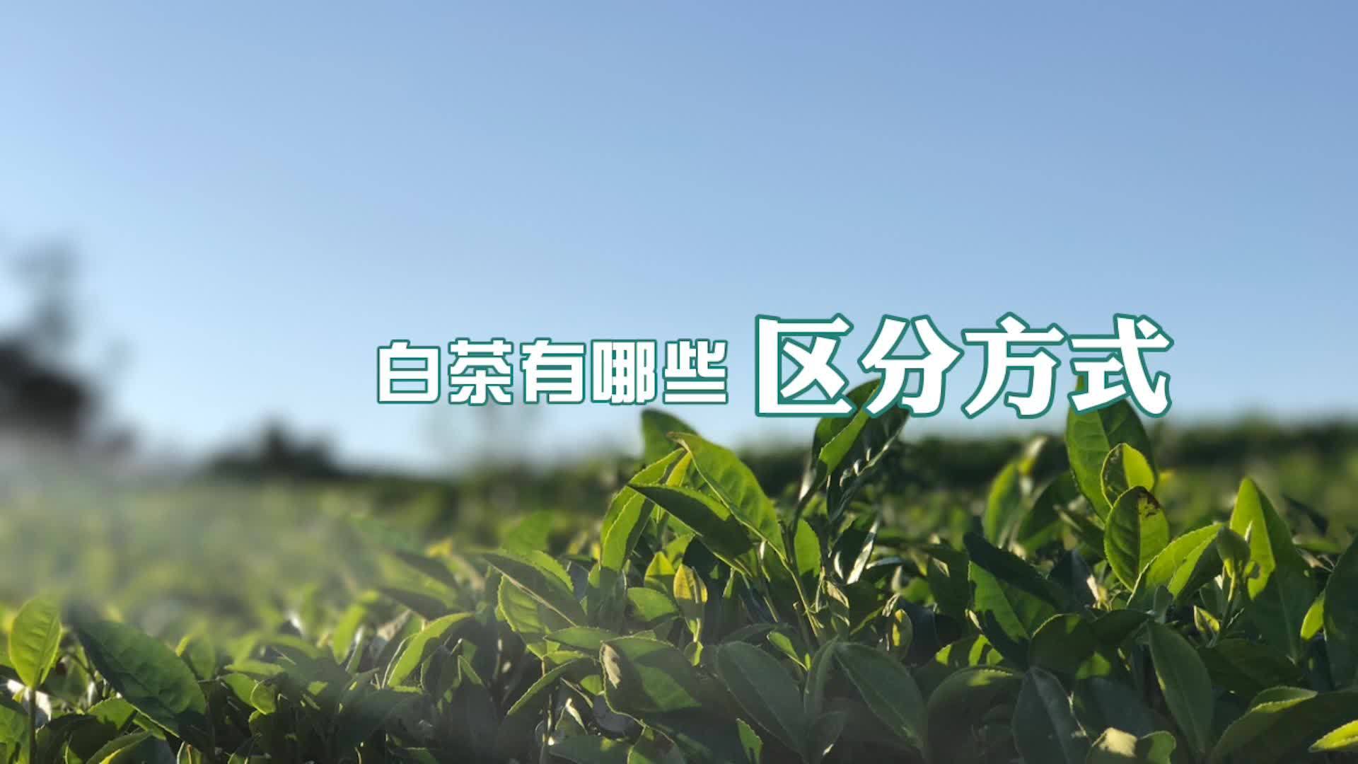 这是最完整的白茶分类了,看完别再傻傻认不清楚白茶了,可收藏!