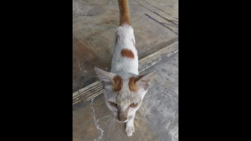 偶遇会撒娇的小猫咪!#万物皆有灵性 #可爱的小猫咪
