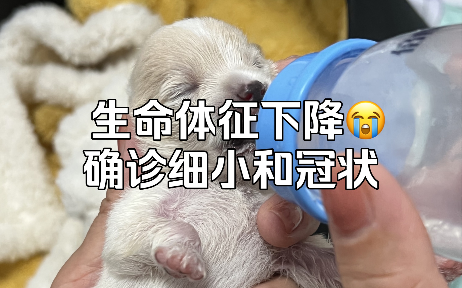 小狗确诊细小和冠状,谁有救助这方面的经验吗?#小奶狗 #细小 #冠状 #...