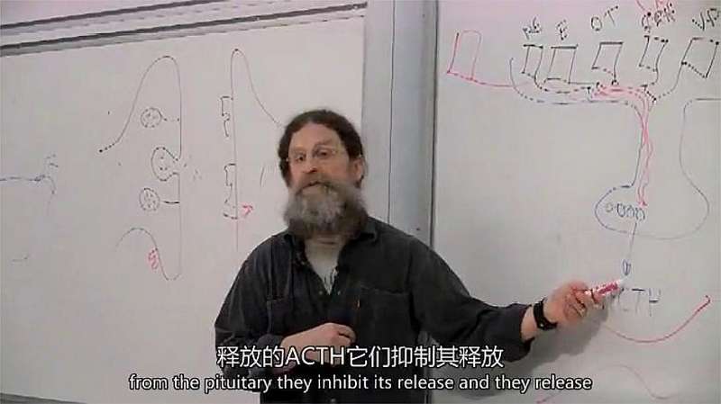 斯坦福大学公开课:神经内分泌系统(上)