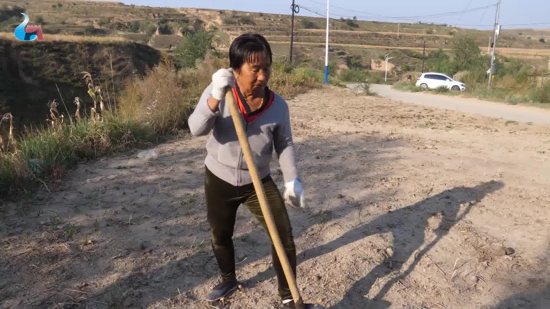 张家口农村大姐种牡丹花像种树一样,种牡丹花有什么讲究吗