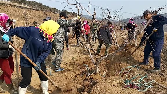 疫情防控不放松 植树造林添新装