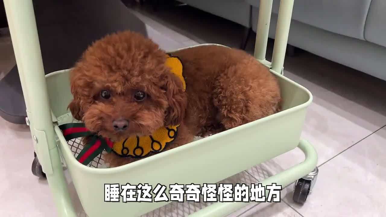 主人买了22个狗窝,小泰迪居然只喜欢睡破纸箱!狗狗这么有个性?