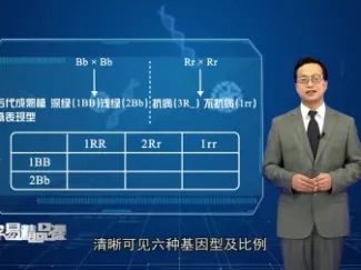 遗传的基本规律 基因的分离规律和自由组合规律 自由组合定律题型分析