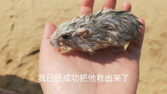 仓鼠想不开跳海自杀