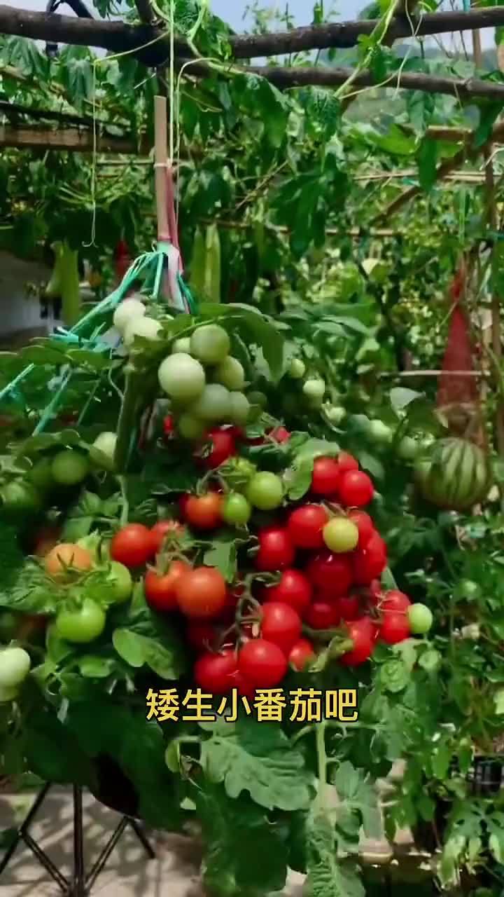 不用搭架就可以种植的矮生小番茄农业种植三农