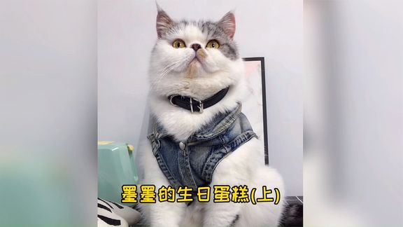 亲手制作零添加纯肉宠物蛋糕 你学会了吗?