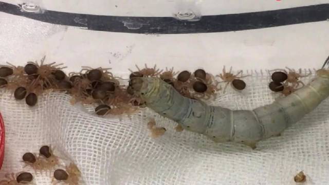 蜘蛛VS蚕宝宝,结果蚕宝宝不敢动,蚕宝宝:我是谁?我在哪?