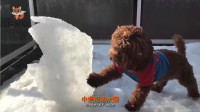 百变泰迪犬太软萌! 是世界上最可爱的小狗之一