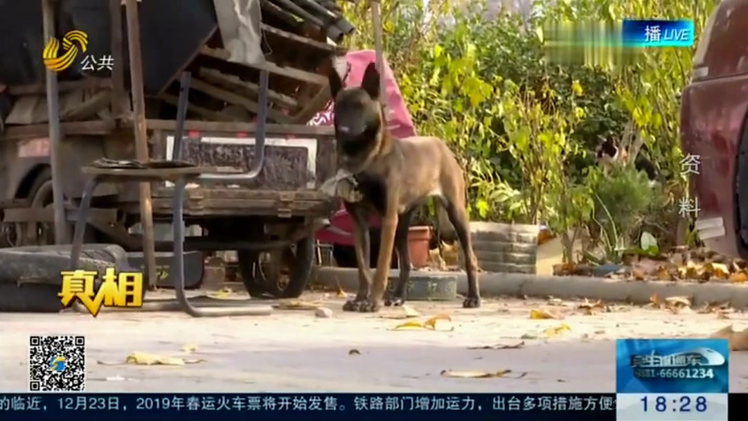 24【真相】狗伤人何时休?:济南一市民被狗咬伤去世 (1)