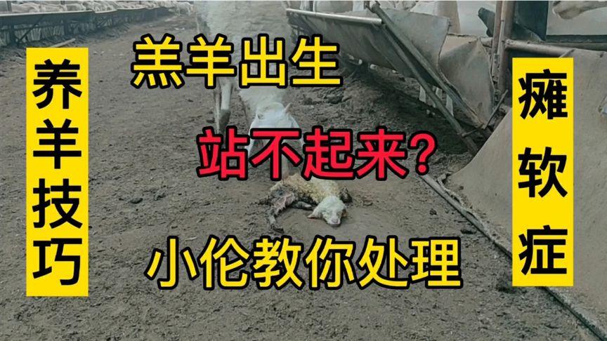 养羊技巧—羔羊瘫软症 羔羊刚出生站不起来?处理不好死亡率极高