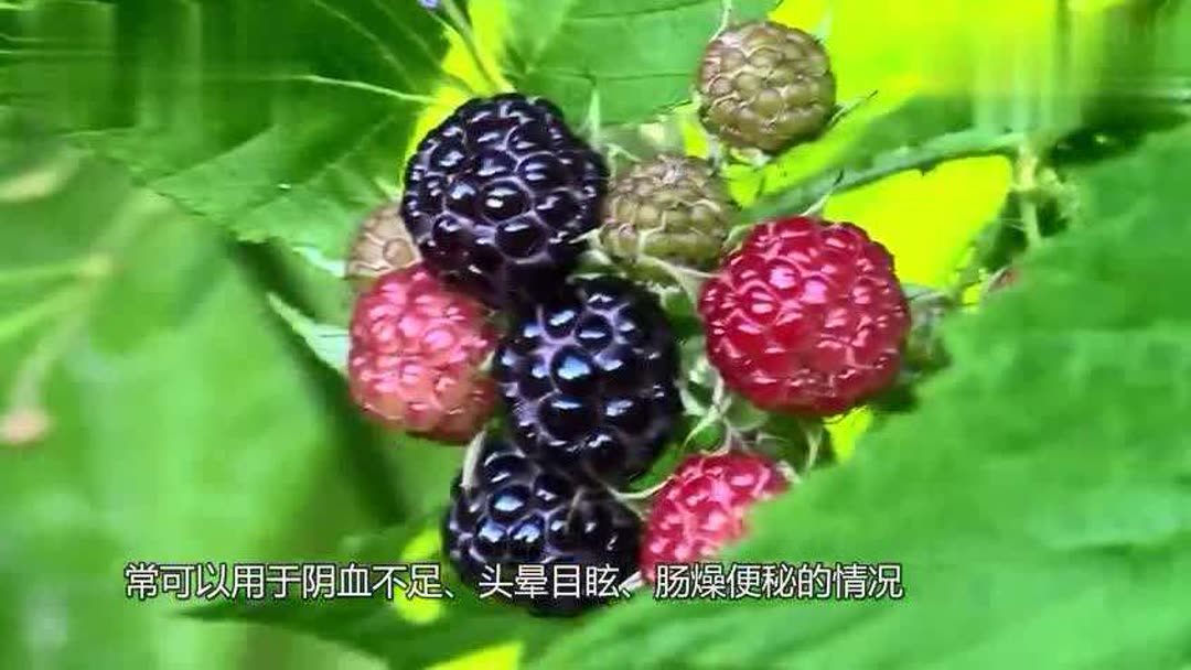 常吃桑葚，好处不少！可惜这4类人多吃一口都伤身