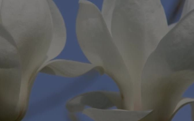 楷书毛笔字入门,毛笔书法落款,毛笔书法中的贯气张碑迁