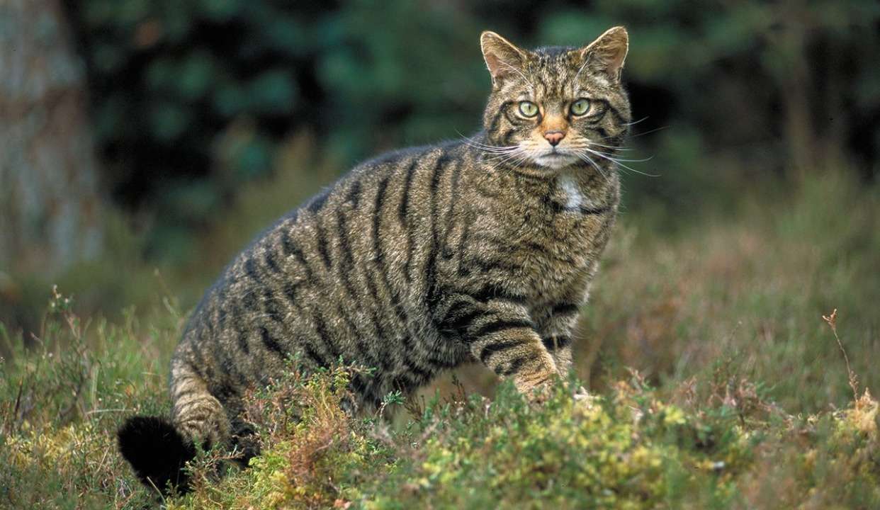 世界上苏格兰野猫最稀有的?