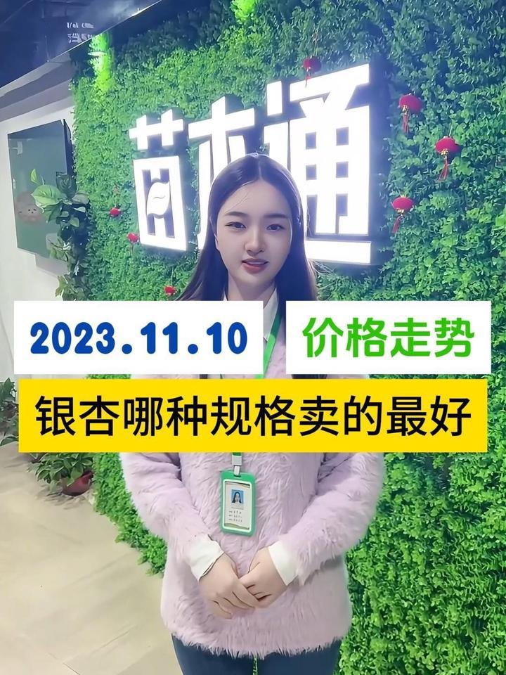 银杏哪种规格卖的最好。#苗木通 #苗木通app #银杏 #价格行情 #苗木 ...
