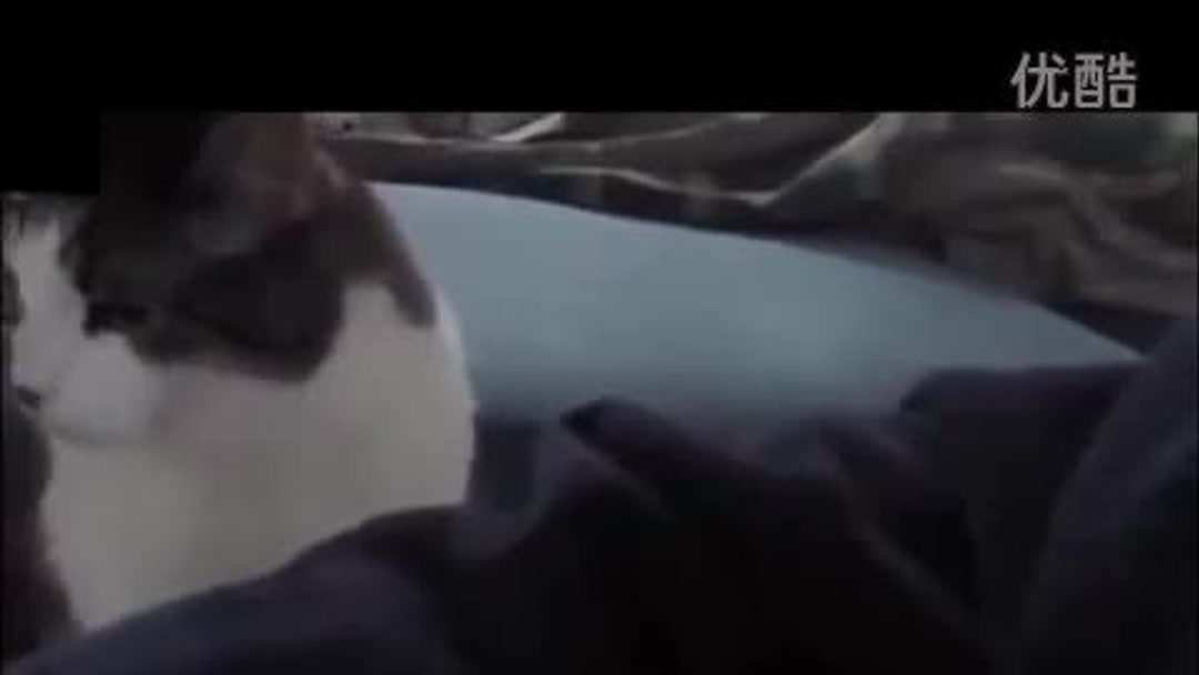 猫咪向主人撒娇求抚摸的可爱视频集锦