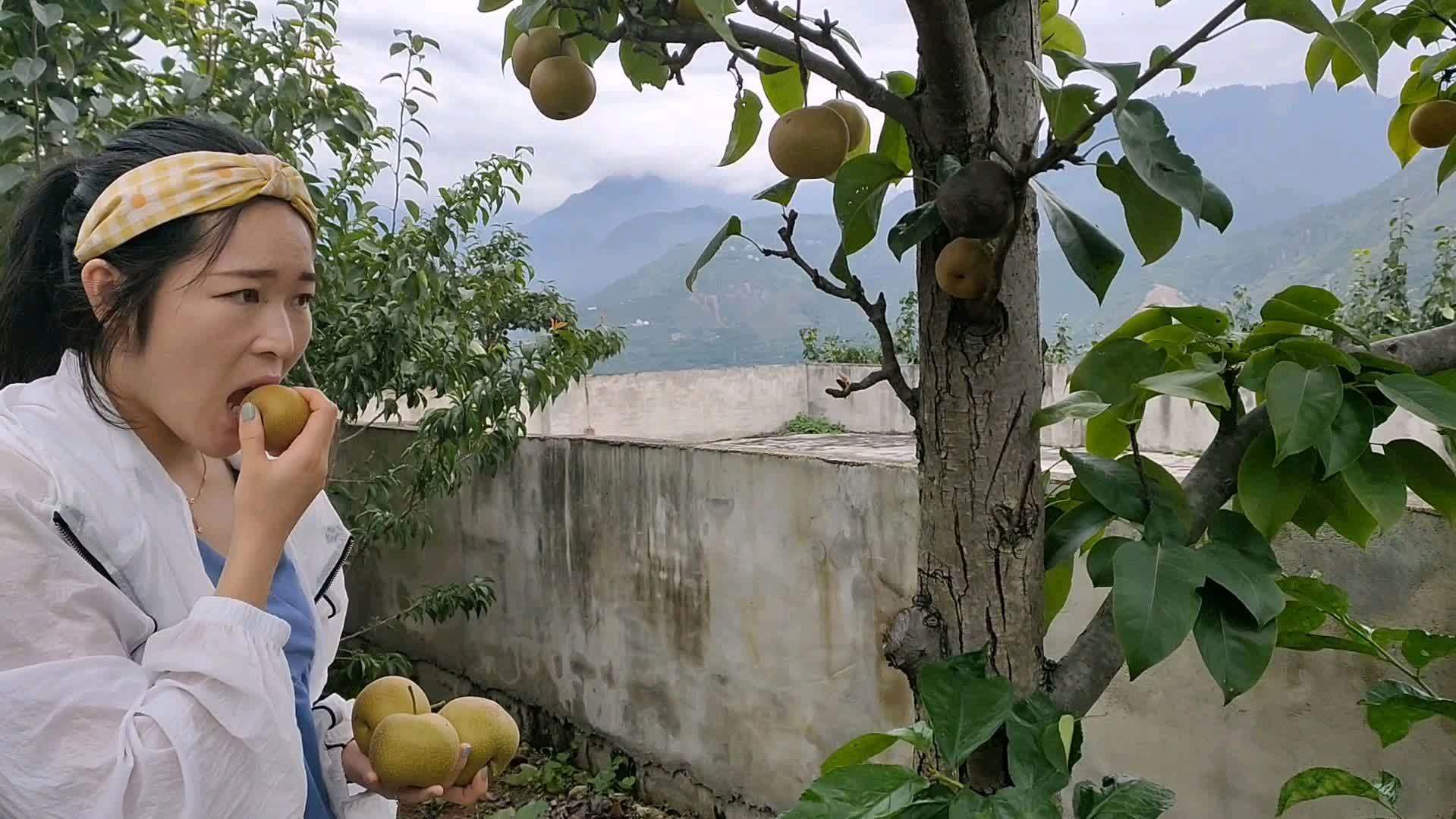 农村:地里摘丰水梨,金黄色的梨摘了一背篓,街坊邻居都说好吃